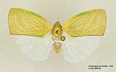 Papua Insects Foundation (Hemiptera/Auchenorrhyncha/leafhopper ...